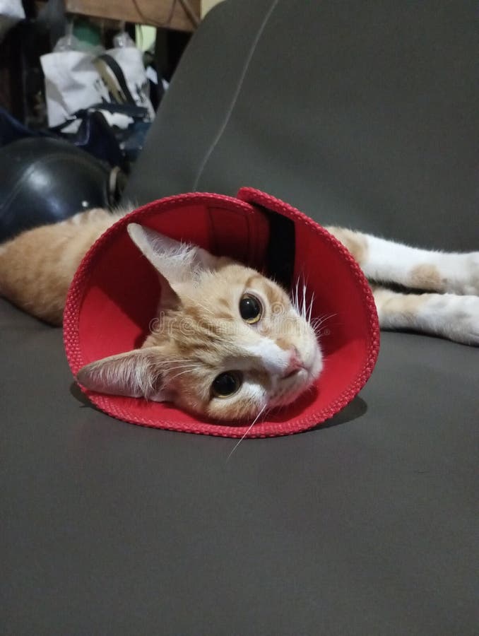 My Cat Looks Even Cuter when Wearing a Collar Stock Photo - Image of ...