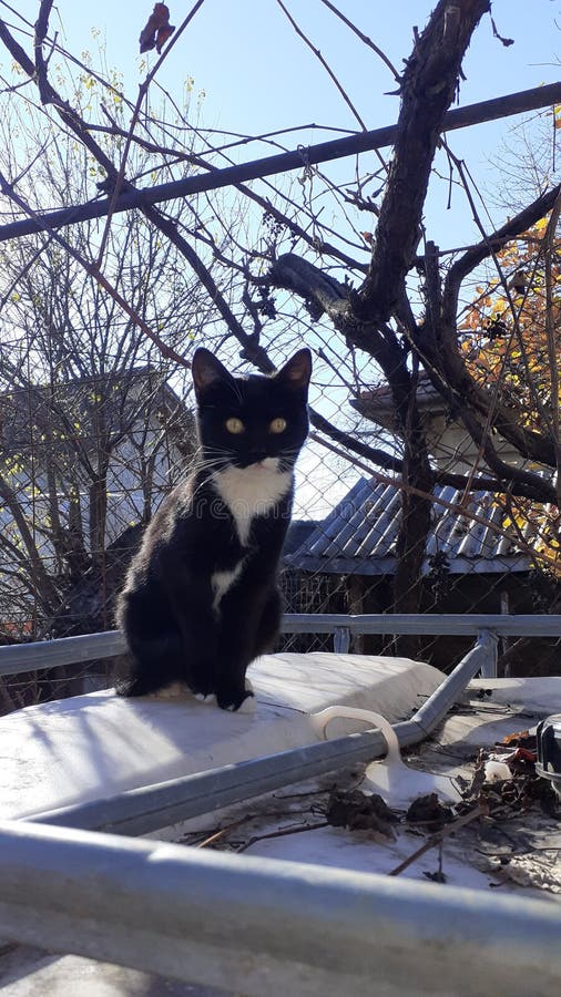 My cat making fun faces stock image. Image of nature - 260609947