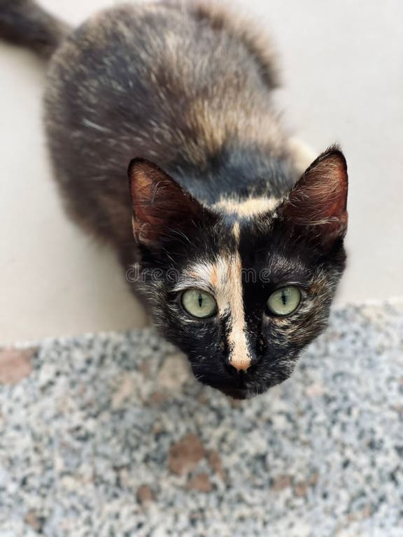 My cat Milly stock image. Image of whiskers, animal - 369832789