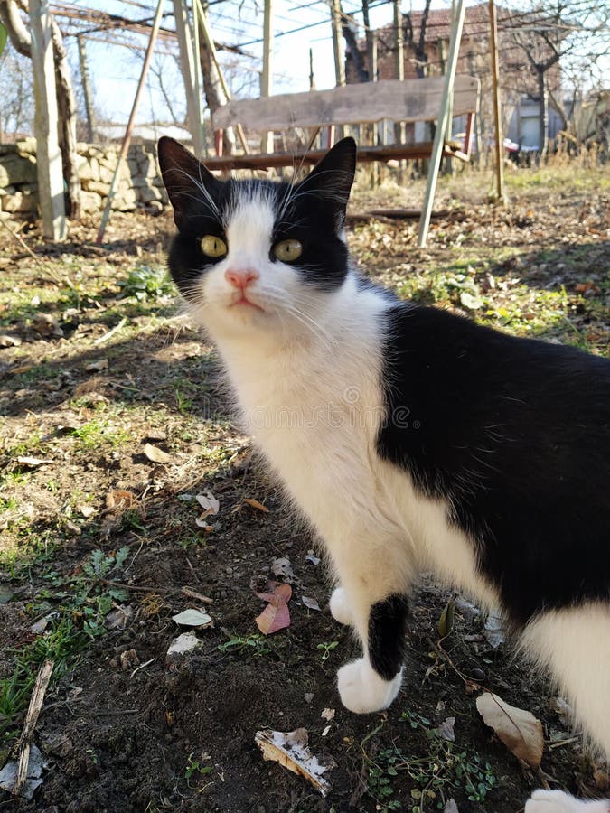 My cat Mucka stock image. Image of vilich, animals, mucka - 171957651