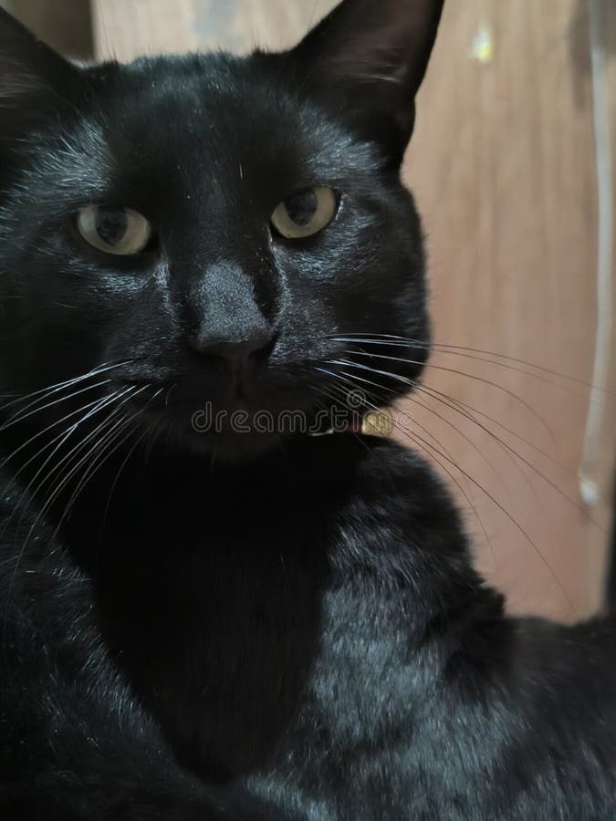 My Cat Named Negrito Staring at Me with His Cute Face Stock Photo ...