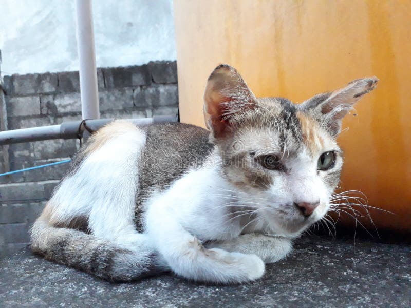 My cat stock image. Image of domestic, eyes, kitten - 128412787