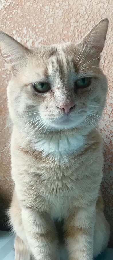 My cat stock image. Image of beautiful, nice, cute - 134289379