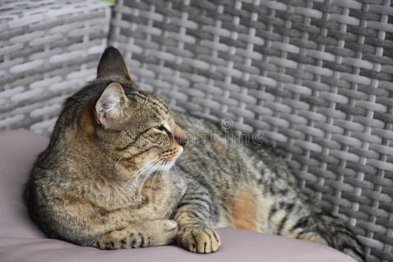 My Cat Resting and Relaxing Stock Photo - Image of relaxing, asleep ...