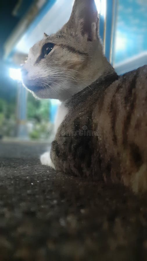 My Cat is Security at the Home Stock Photo - Image of night, home ...