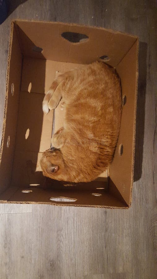 Cat sleeping in a box stock image. Image of sleeping - 100977631