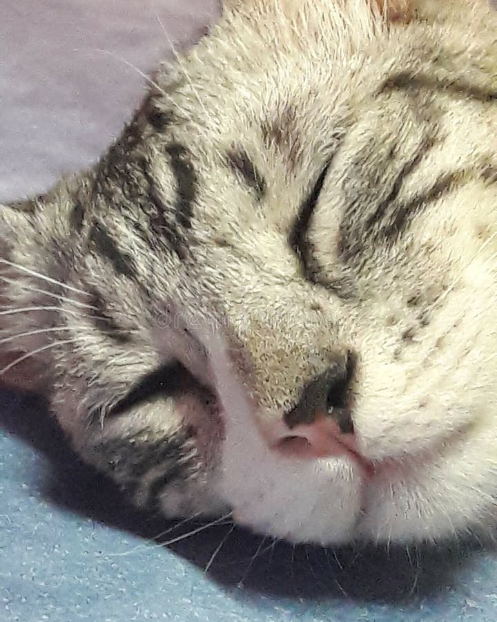Happy sleeping cat stock photo. Image of small, sleep - 45978160