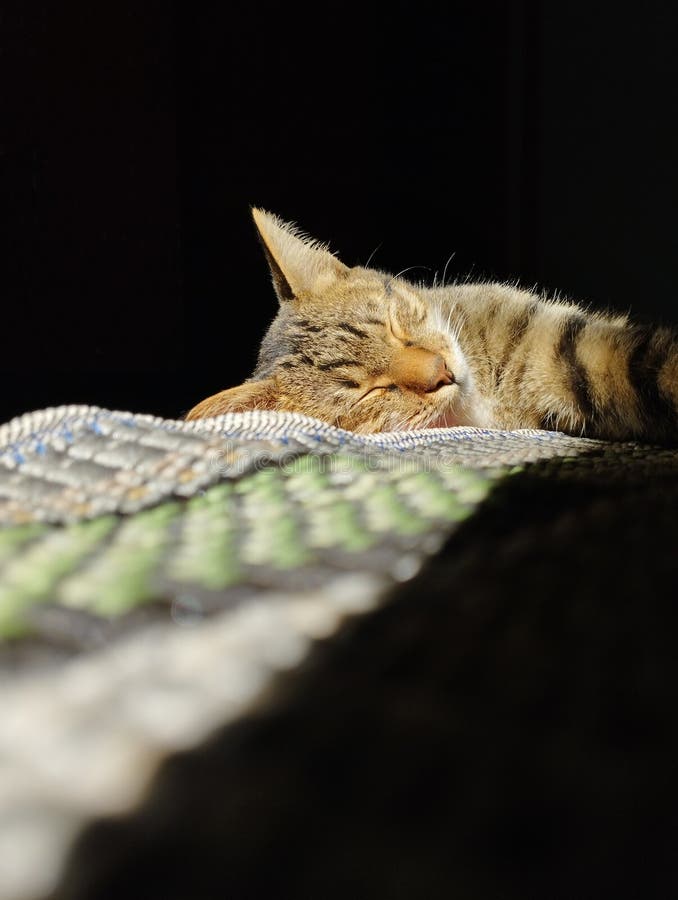 My Cat Sleeping Morning Sun Stock Photos - Free & Royalty-Free Stock ...