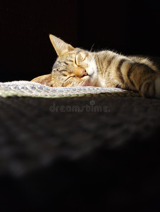 My Cat Sleeping in the Morning Sun Stock Image - Image of morning ...