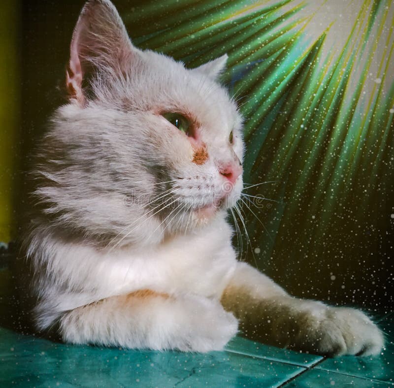 A Sleepy Morning. Couple in Love Waking Up in Morning. Pretty Woman and ...