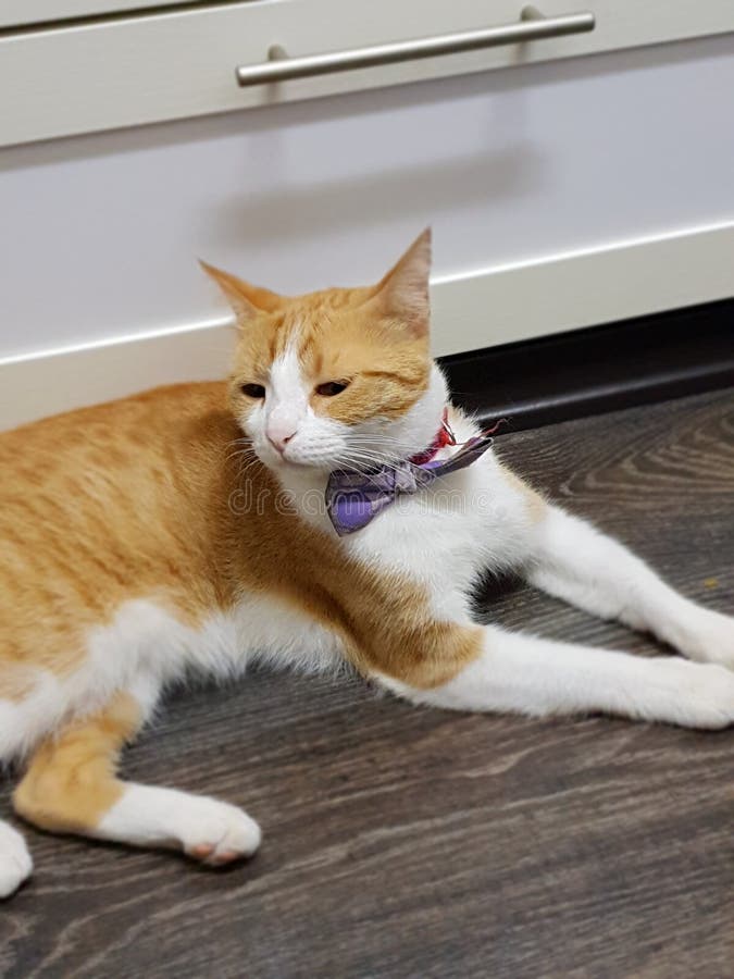 My cat snappy stock photo. Image of pets, lovers, snappy - 127250386