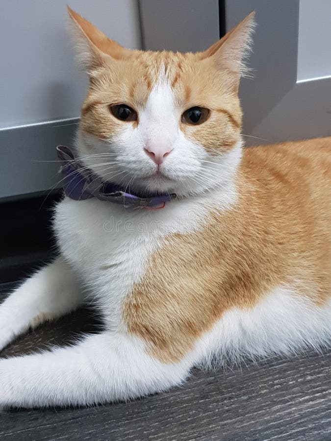 My cat snappy editorial photo. Image of snappy, lovers - 127250816