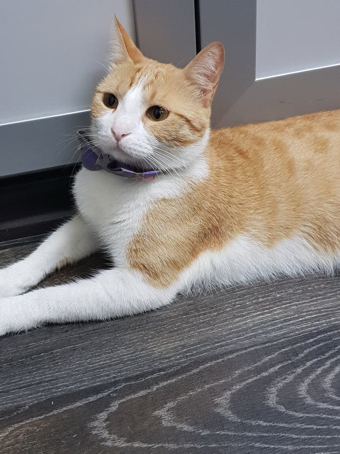 My cat snappy stock photo. Image of snappy, pets, cute - 127250986