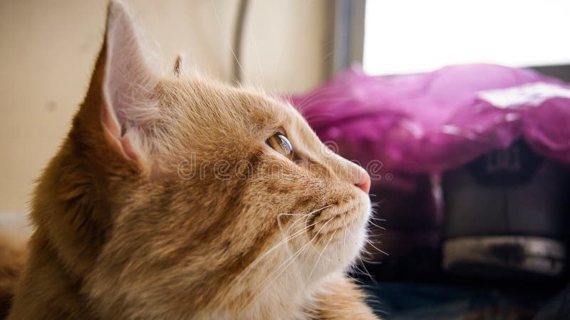 Cat Right Side Perfil Gato Close Up Stock Photo - Image of eyes, life ...