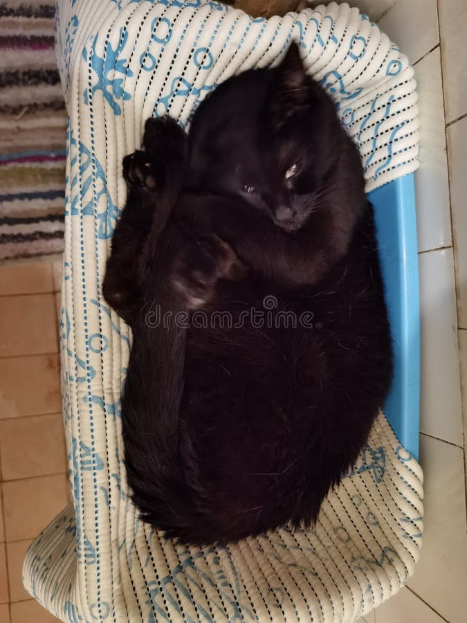 My cat wake up stock image. Image of mammal, nose, brown - 197779871