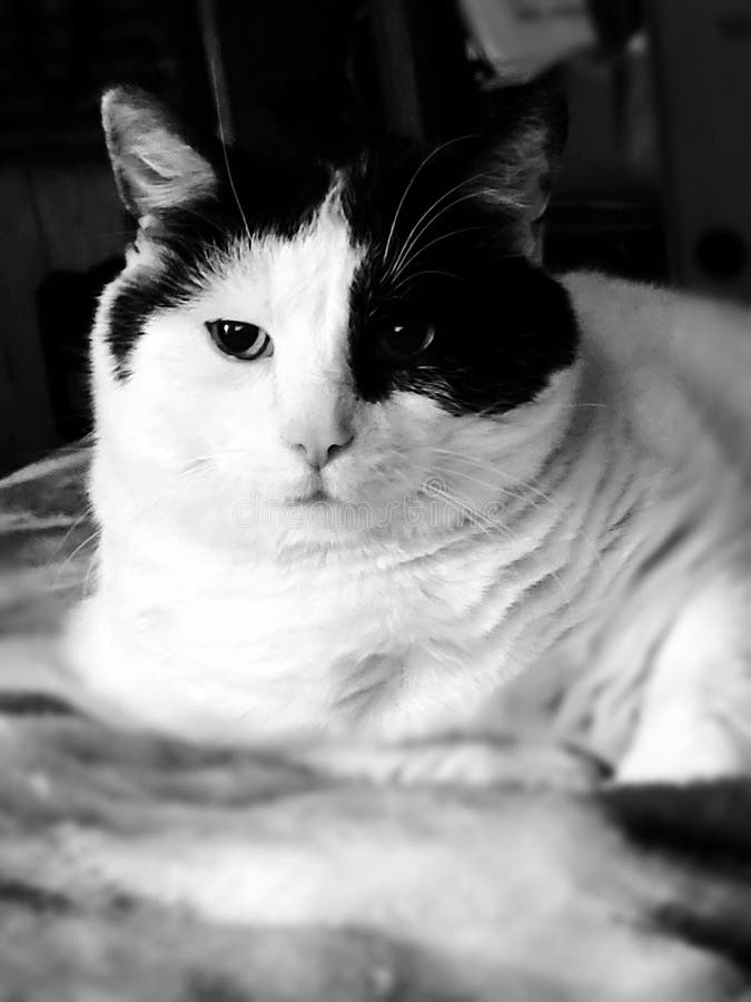 My Cat wanting attention stock photo. Image of nose - 207699558