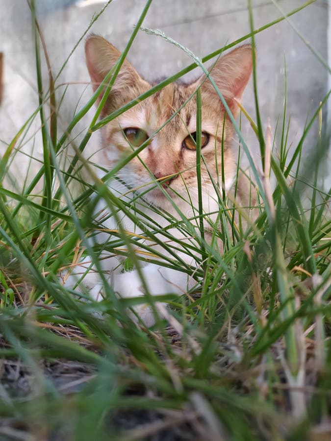 My cat wants to play stock image. Image of bird, lawn - 251020003