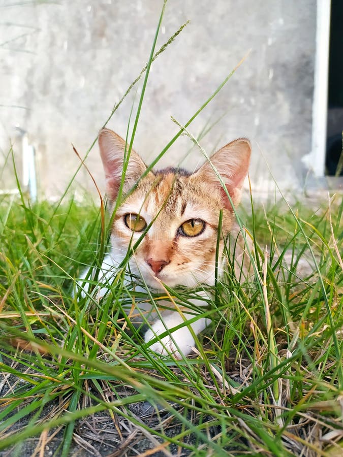 My cat wants to play stock image. Image of grass, whiskers - 251020041