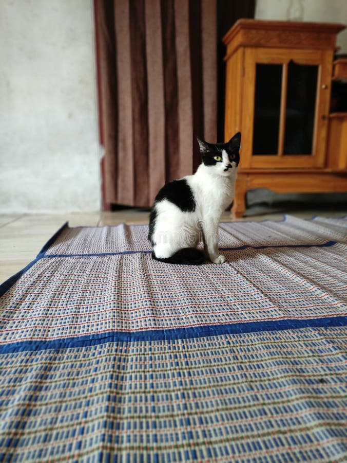 This is My Cat Who Likes To Sniff My Head Stock Image - Image of sniff ...