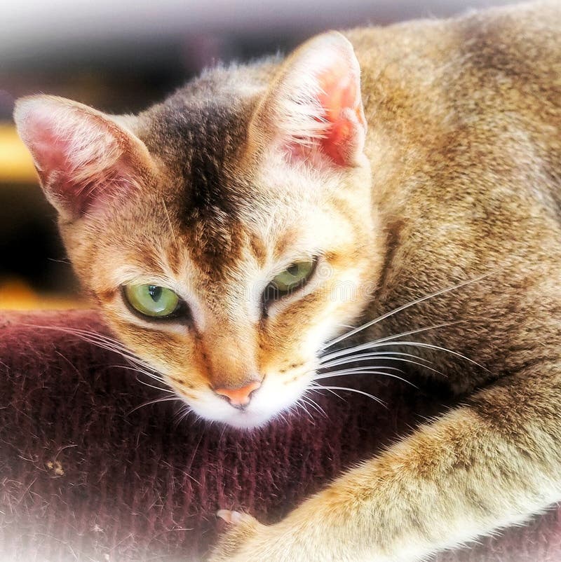 My Cats Expression is Something Else Stock Image - Image of mammal ...