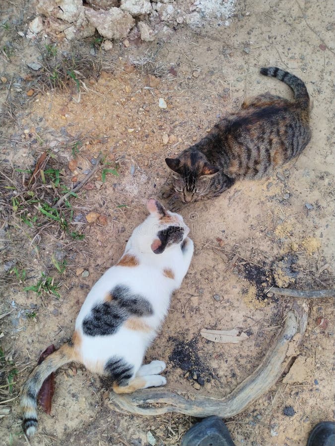 My Cats Starring at Each Other Playing at the Ground in the Nice ...