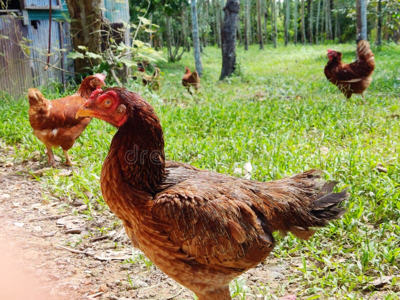 Chicken facing stock photo. Image of beak, wildlife - 244341002