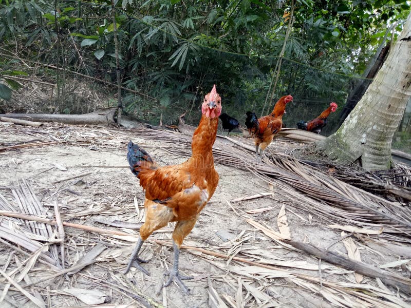 My Chicken Farm in the Coconut Plantation Stock Photo - Image of ...
