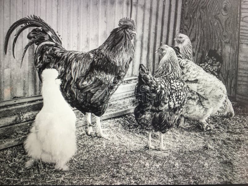My chickens stock image. Image of house, rooster, feeding - 87628755