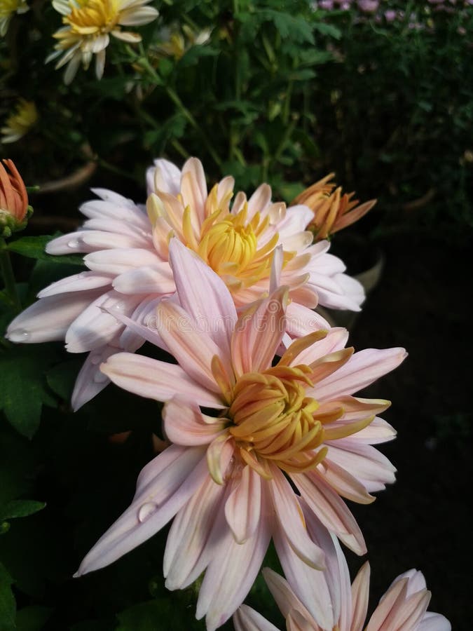 Gd Flower Stock Photos - Free & Royalty-Free Stock Photos from Dreamstime