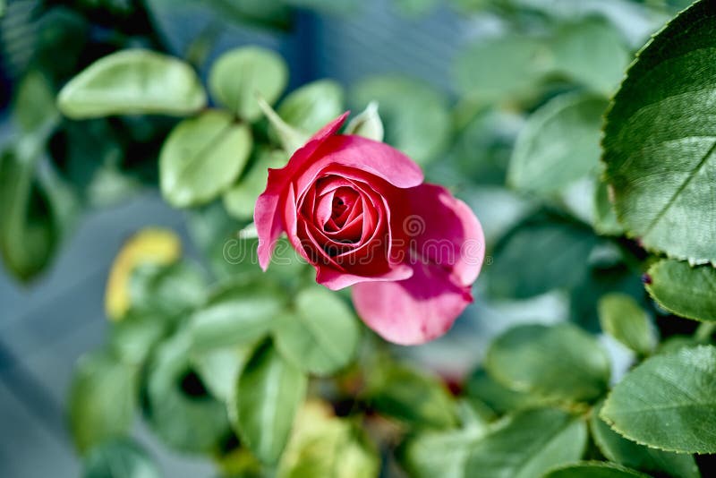 From My Collection of Roses Stock Photo - Image of green, collection ...