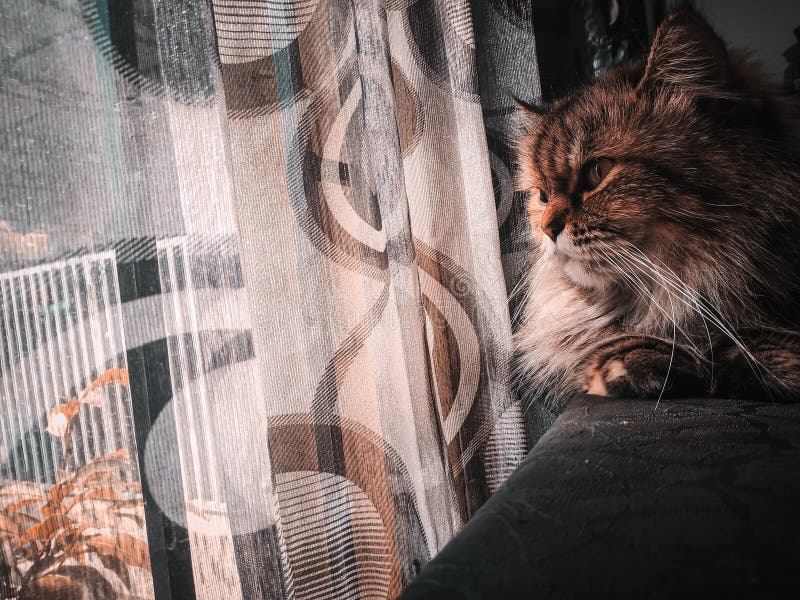 My Cool Cat stock photo. Image of poster, animal, black - 225477080