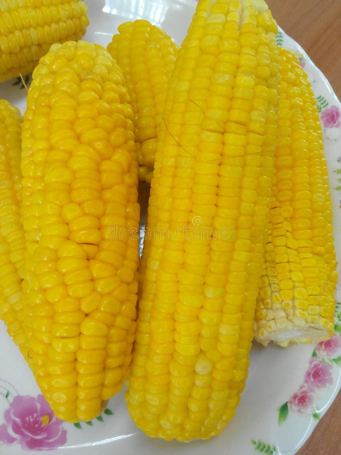 My corn stock image. Image of gardner, food, corn, yellow - 43259095