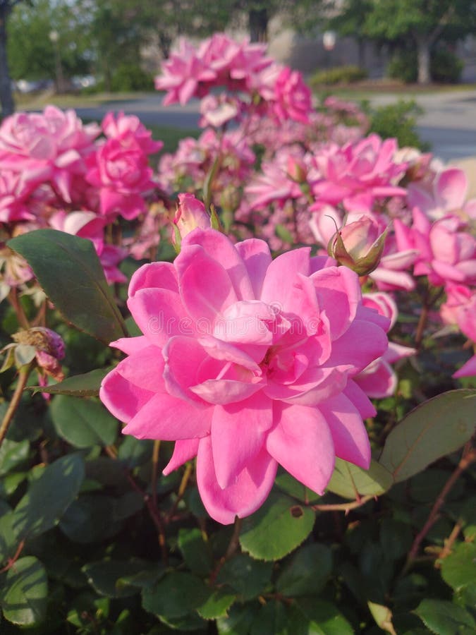 My Country Roses stock image. Image of leaf, garden - 222246073