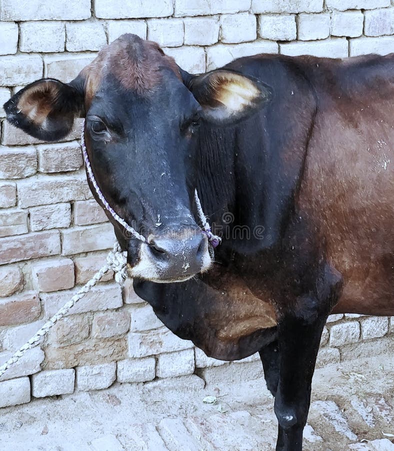 My cow stock image. Image of smart, blacky - 122773941
