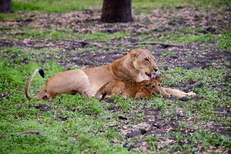 My cub stock image. Image of love, devotion, nature - 160631207