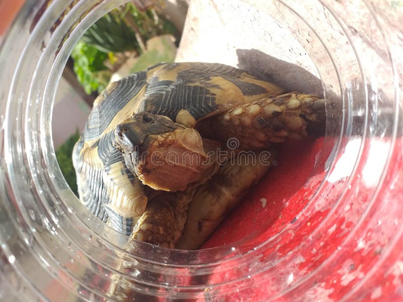 My cuddly turtle stock image. Image of cuddly, animal - 236614443