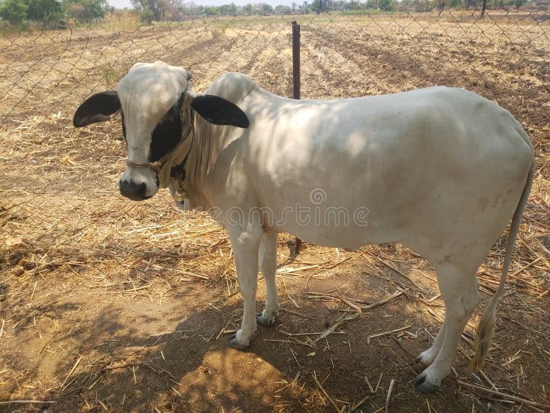 Deoni Stock Photos - Free & Royalty-Free Stock Photos from Dreamstime