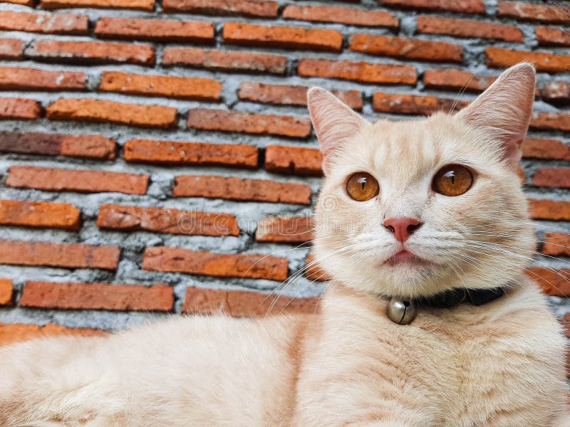 My Cute Cat, he is so Random and so Adorable Stock Image - Image of ...