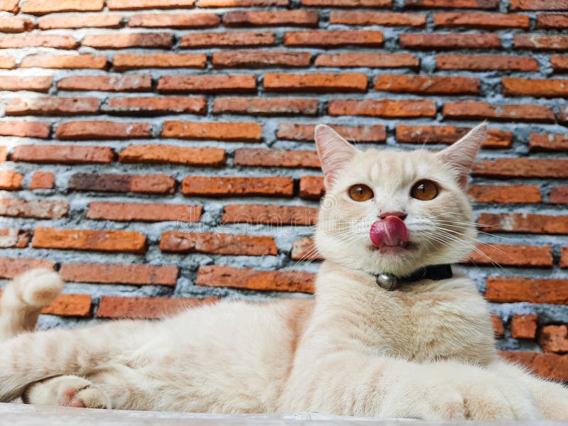 My Cute Cat, he is so Random and so Adorable Stock Photo - Image of ...
