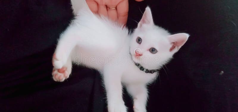 Chimo Curves Stock Photos - Free & Royalty-Free Stock Photos from ...