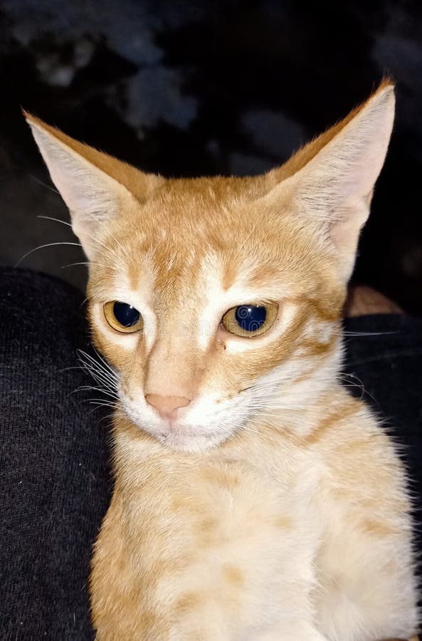 My Cute Little Kitty stock image. Image of eyes, kitty - 160997905