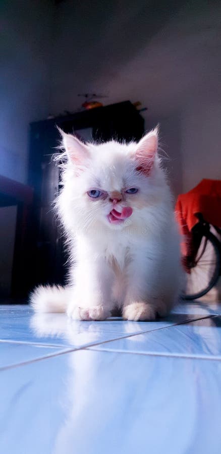 My cute and sweet pet stock image. Image of sweet, white - 219742783