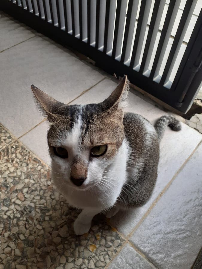 My cutest Mad Cat stock photo. Image of potrait, cutiest - 218973570