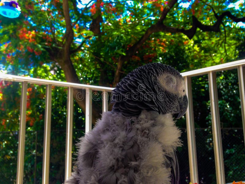 Congo parrot taking a nap stock image. Image of animal - 155159925