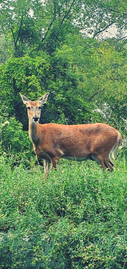My deer friend stock image. Image of sheep, grassland - 230808653