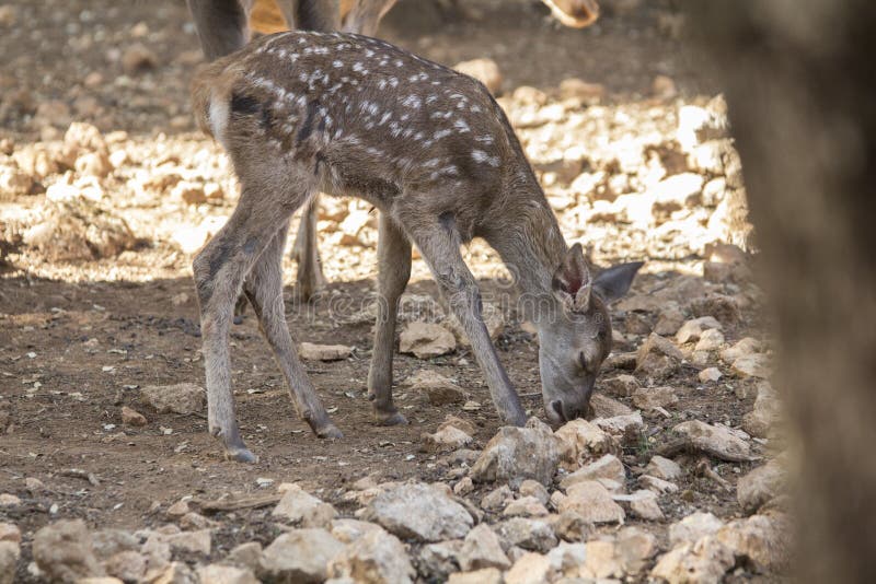 My deer dear stock photo. Image of deer, dear, looking - 214404062