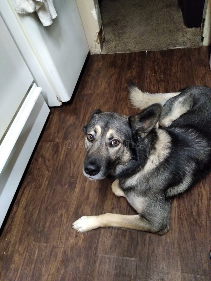 My dog again stock photo. Image of hound, puppy, mammal - 239059034