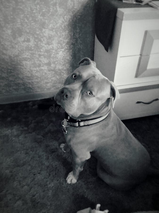 My Dog Cain stock photo. Image of cain, pretty, behaved - 126215230