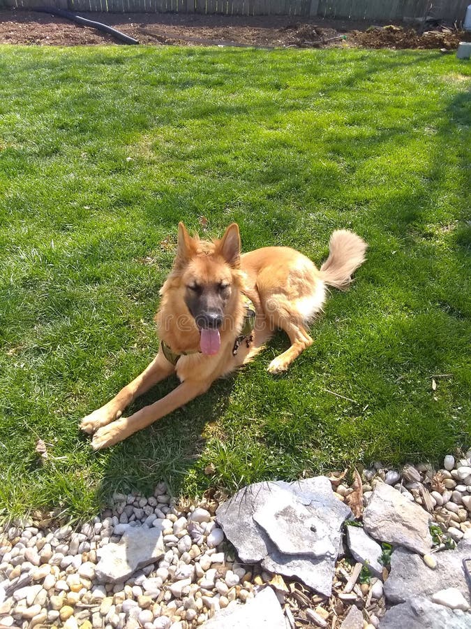 My Dog Eat Playing in the Backyard Stock Image - Image of playing ...
