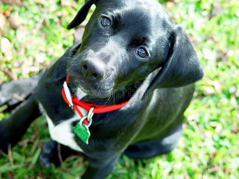 My Dog Finch stock photo. Image of close, slanted, label - 68492